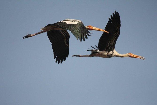 Private Day-Trip to Bharatpur Bird Sanctuary from Agra - Who Should Consider This Tour?