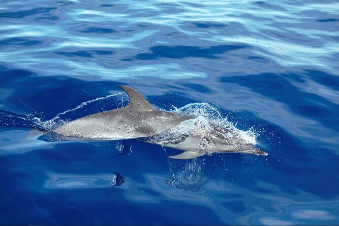 Private Dolphin and Whale Watching Tour in Madeira - The Fine Details