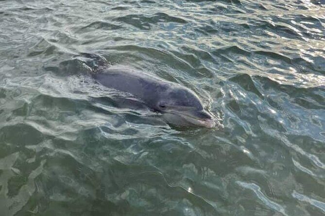 Private Dolphin Boat Tour in Hilton Head Island - Why This Tour Offers Great Value