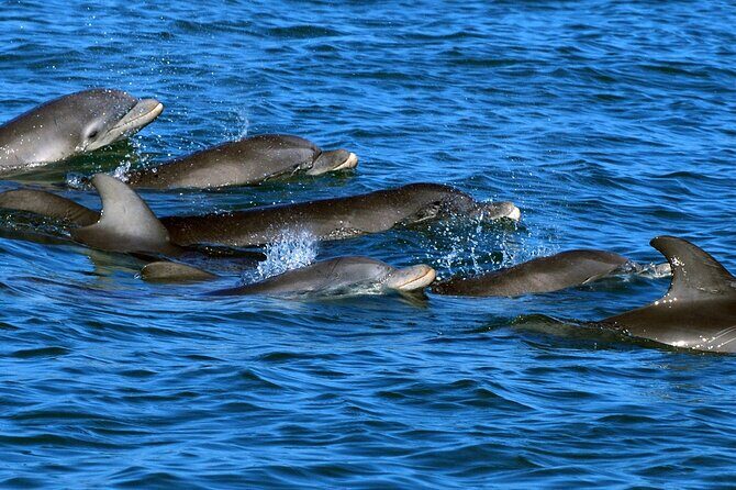 Private Dolphin Playground Safari - Final Thoughts