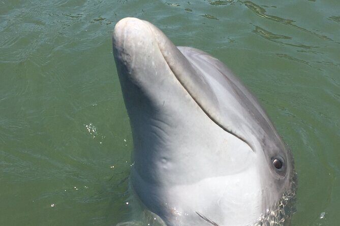 Private Dolphins and Daufuskie Island Stop Tour - Practicalities and Considerations