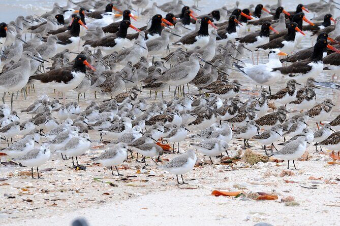 Private Everglades National Park Photography, Birding and Wildlife Safari - Pricing & Value: Is It Worth It?