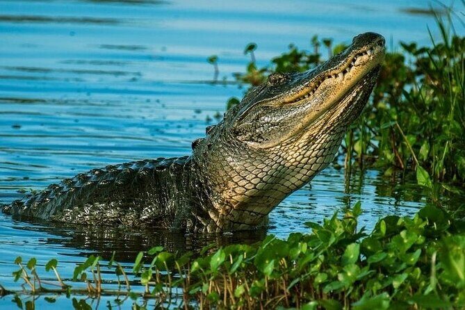 Private Everglades Tour: Explore the Beauty of the Everglades - Why This Tour Offers Great Value