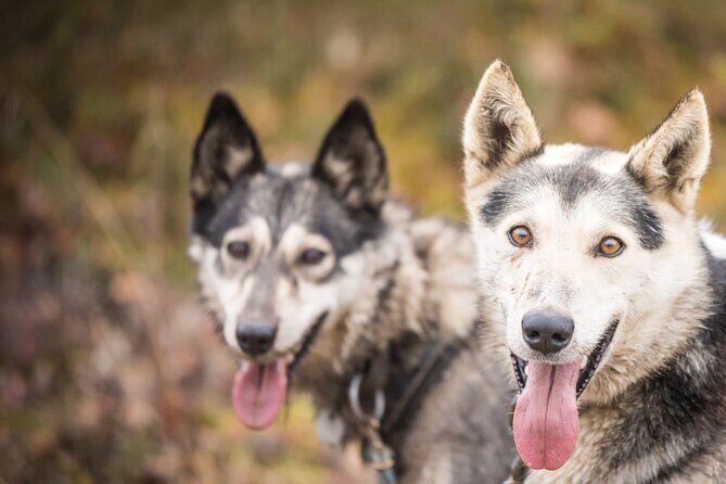 Private Fall Foliage Mushing Cart Ride in Fairbanks - Learning About Dog Mushing