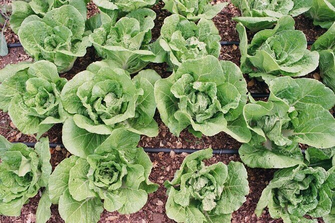 Private Farm Workshop in Napa Valley - Practical Details & Tips