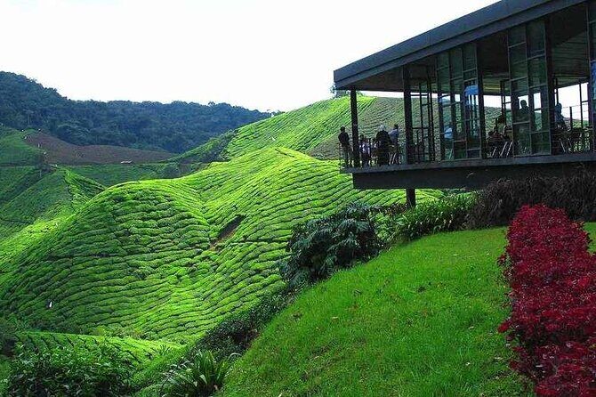 Private Full-Day Cameron Highlands Nature Tour from Kuala Lumpur - Practical Tips for Your Cameron Highlands Day Trip
