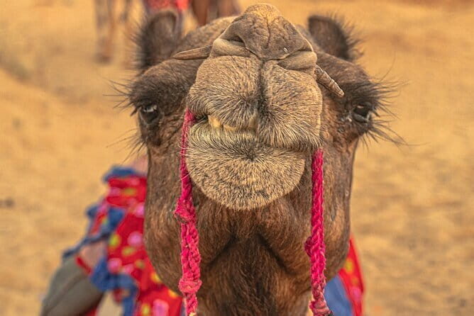 Private Full Day Jaisalmer City Tour (All-Inclusive) - Practical Details and Value