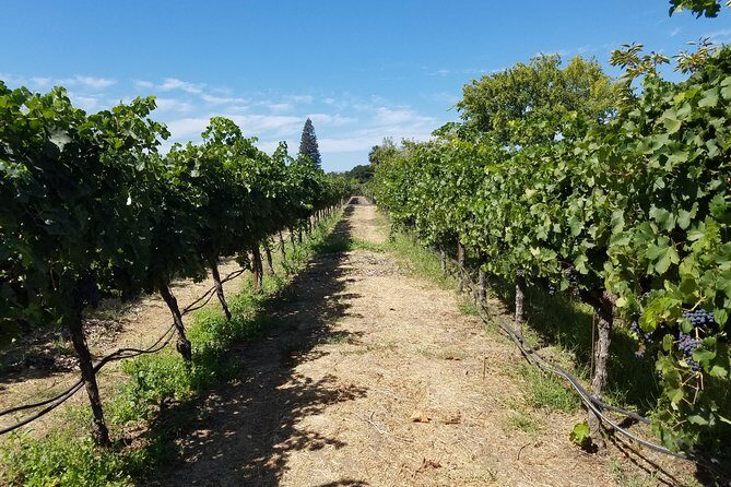 Private Full-Day Napa Wine Tour in a Luxury Vehicle - Transportation & Duration