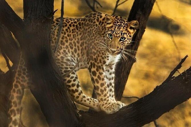 Private Full Day Outdoor Activities in Jaipur with Tickets - Transport and Timing: Why They Matter