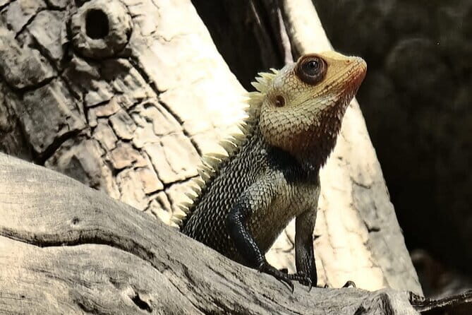 Private Full Day Udawalawe Safari Trip with Lunch - The Itinerary in Detail