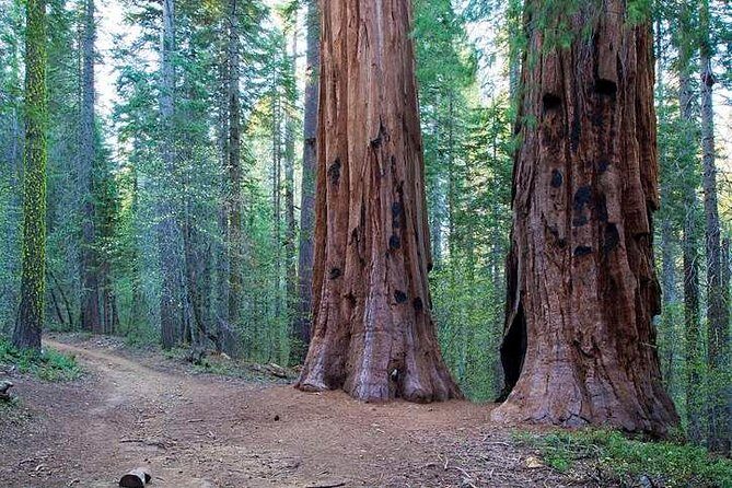 Private Giant Sequoia Grove Hike - Final Thoughts: Who Will Love This Tour?