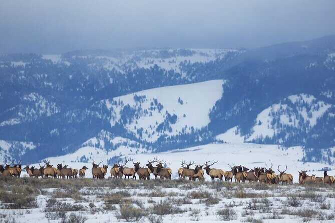 Private Grand Teton Winter Wildlife Safari with Picnic Lunch - Transportation and Group Size
