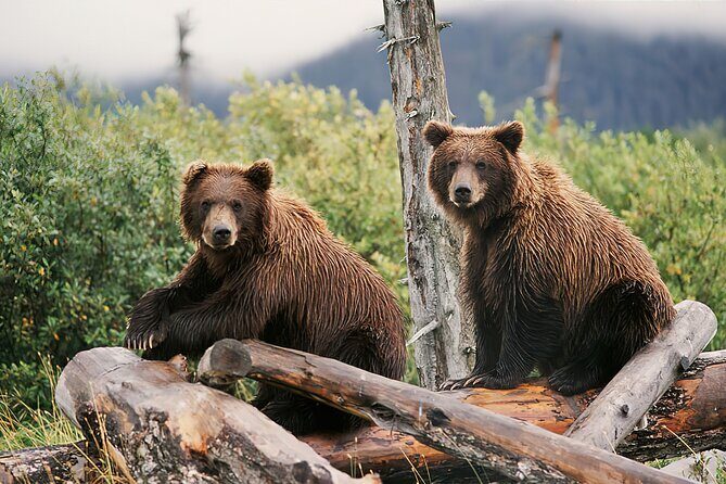 Private Half-Day Nature Tour from Anchorage - What’s Included and What’s Not