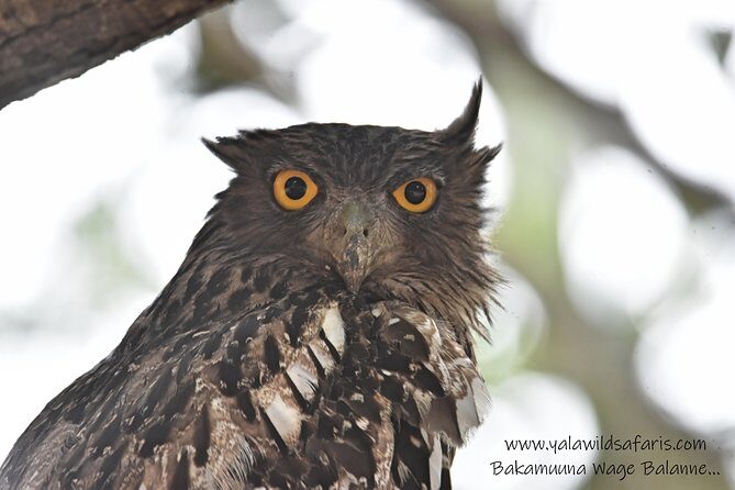 Private Half Day Safari Tour to Yala NP From Tangalle and Drop Back - What To Expect During Your Safari