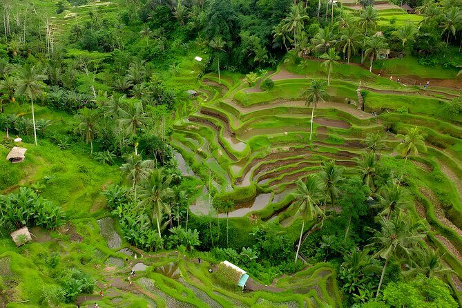 Private Half Day-Tour: Ubud Waterfall Trip - What You Can Expect from This Tour