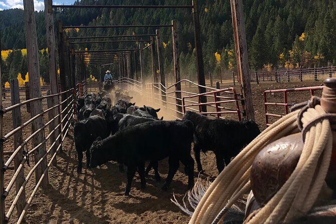 Private Horseback Riding in Wyoming - Authentic Cowboy Life: Who Should Consider This?