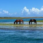 Private Island Eco Tours on a Private Boat from Shackleford Banks - A Detailed Look at the Experience