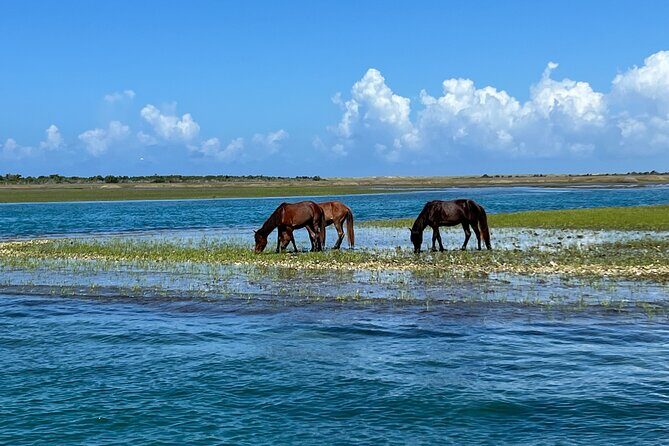 Private Island Eco Tours on a Private Boat from Shackleford Banks - A Detailed Look at the Experience