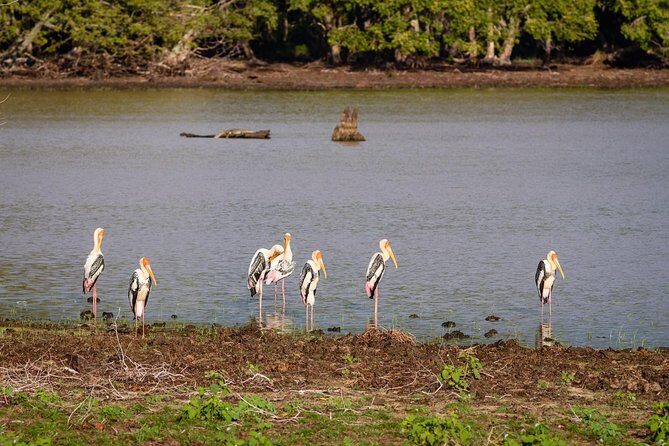 Private Jeep Safari tour at Wilpattu National Park from Sigiriya or Dambulla - Who Should Consider This Tour?