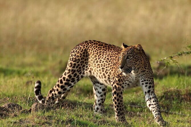 Private Jeep Safaris Tour in Yala National Park - Pricing and Value