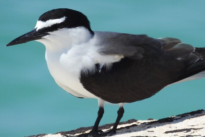 Private Key West National Wildlife Refuge Eco Trip - Why This Tour Might Be Perfect for You