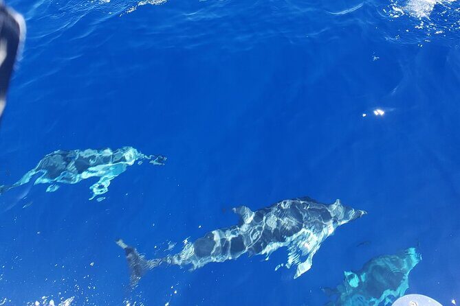 Private Luxury Sailboat Charters of Honolulu - Who Should Consider This Tour?