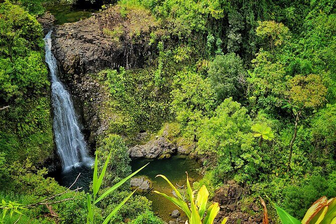 Private Maui Redwood Hiking Experience - What Travelers Say and Why This Tour Stands Out