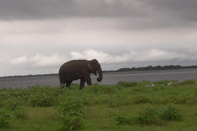 Private Minneriya National Park Jeep Safari And Sigiriya Tour - Who Will Love This Tour?