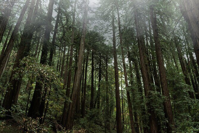 Private Muir Woods and Sausalito Half-Day Tour from San Francisco - Whats Included, Whats Not