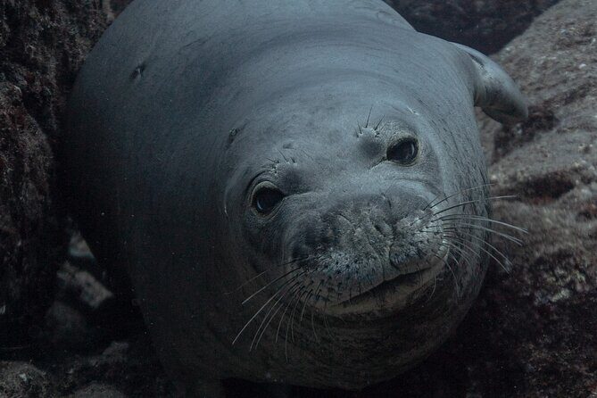 Private Niihau Scuba Charter with 2 or 3 Tank Dive Option - The Experience and Wildlife Encounters