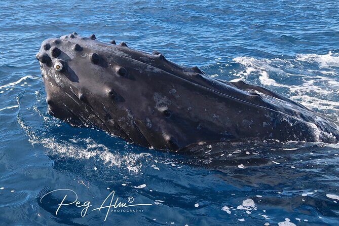 Private Paddleboard (SUP) Whale Watch: All Skill Levels Welcome - Pricing and Value