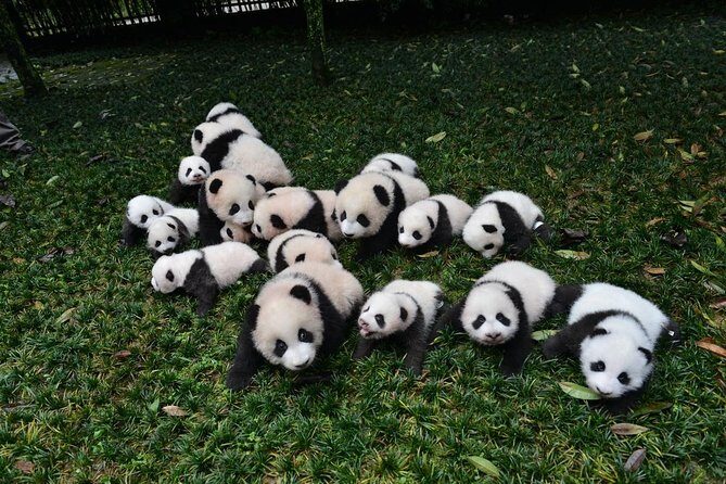 Private Panda Base and Leshan Buddha Day Tour from Chongqing - A Detailed Dive into the Day Tour Experience