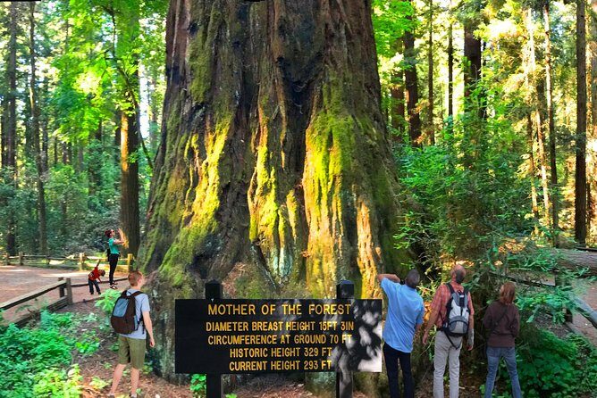 Private Redwoods Tour & Beach Horseback Riding Experience from San Francisco - Authentic Feedback & Real-Life Expectations