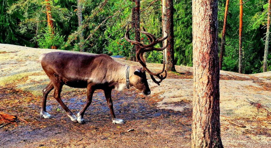 PRIVATE Reindeer Park Adventure by VIP Car - What Makes This Tour Stand Out?