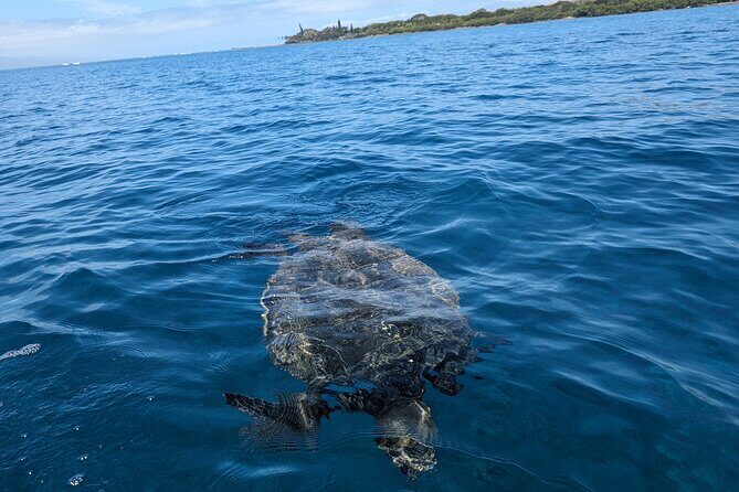Private Scenic and Reef Snorkeling Kayak Adventure in West Maui - The Value of This Experience