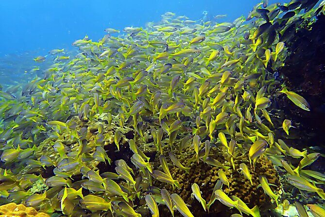 Private Scuba Diving Initiation with Licensed Guide - Authentic Experiences and Reviews