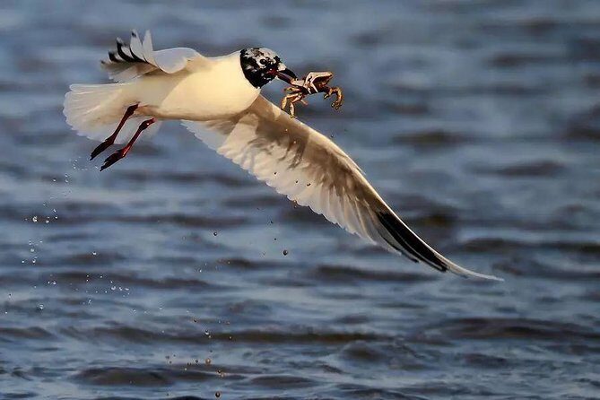 Private Seasonal Day Tour to Beidaihe from Beijing with Birding Experience - What Makes This Tour Stand Out?