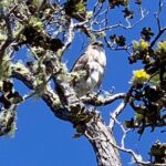 PRIVATE Shore Excursion - 'Best of Hilo and Hamakua coast - The Sum Up