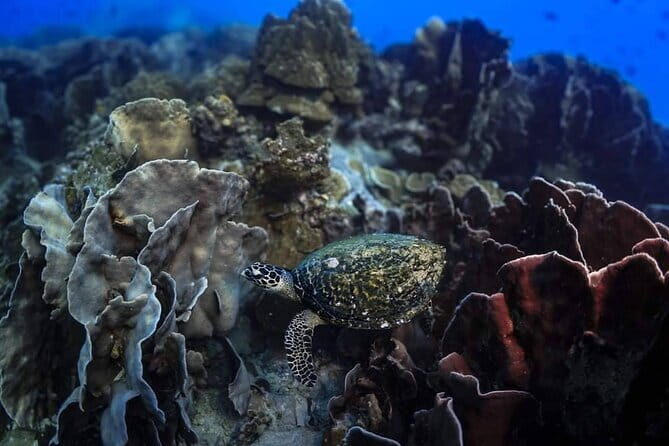 Private Snorkeling trip at Koh Kood - Why This Tour Is Worth Considering
