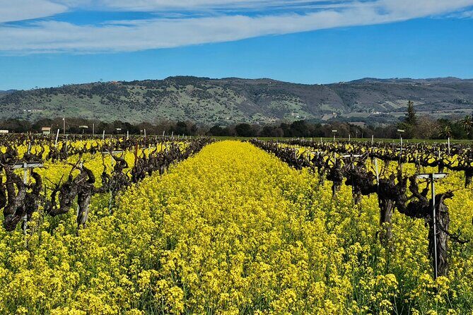 Private Sprinter Tour of Napa Valley - The Experience of a Private, Custom-Tailored Tour