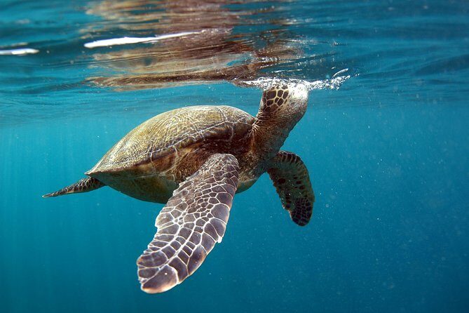 Private Stand Up Paddling Lesson in Makena - Price and Value