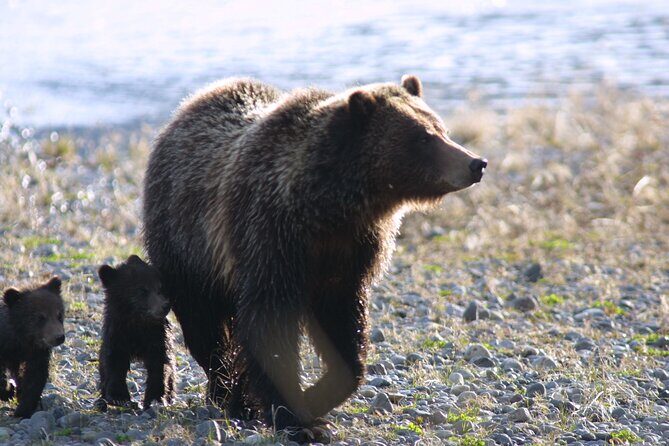 Private Sunrise Wildlife Adventure Into Yellowstone Lamar Valley - FAQ