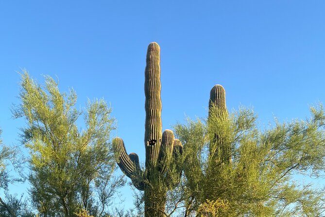 Private Sunset Walking Tour -Sonoran Desert Botanical Gardens 2h - The Practicalities: What You Need to Know