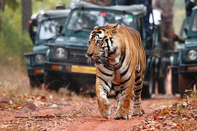 Private Tour: 2-Day Ranthambore National Park from Jaipur - Final Thoughts