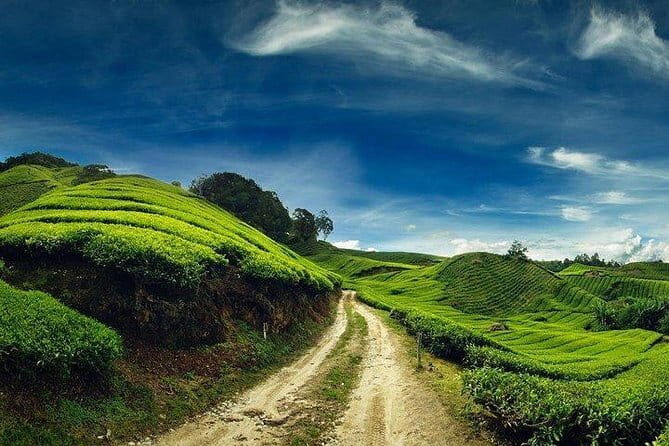Private Tour : Cameron Highland Day Trip from Kuala Lumpur - The Value of This Tour