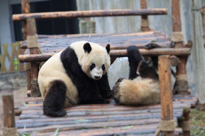 Private Tour Chengdu Panda Breeding Center with Volunteer - Who Should Consider This Tour?