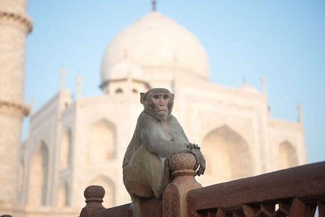 Private Tour: Day Trip to Agra from Dehi including Taj Mahal and Agra Fort - Visiting the Taj Mahal — A Timeless Wonder