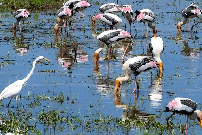 Private Tour from Ella to Mirissa with Udawalawe Safari - Why This Tour Offers Good Value