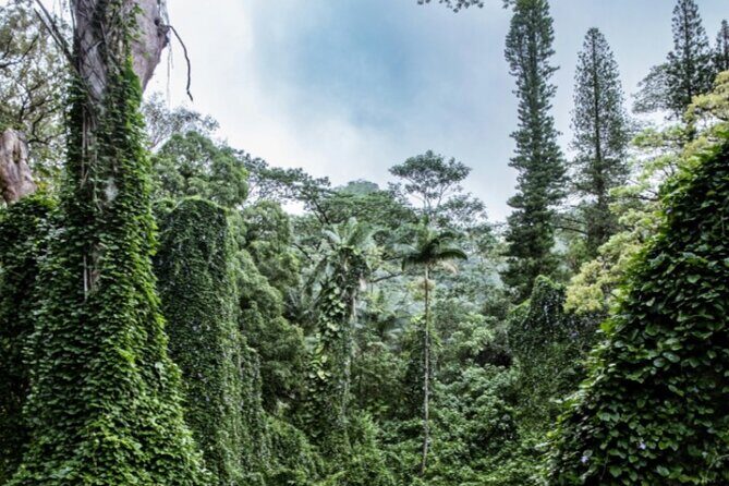 PRIVATE TOUR-Hike Diamond Head & Hawaiian Waterfall - An In-Depth Look at the Tour Experience