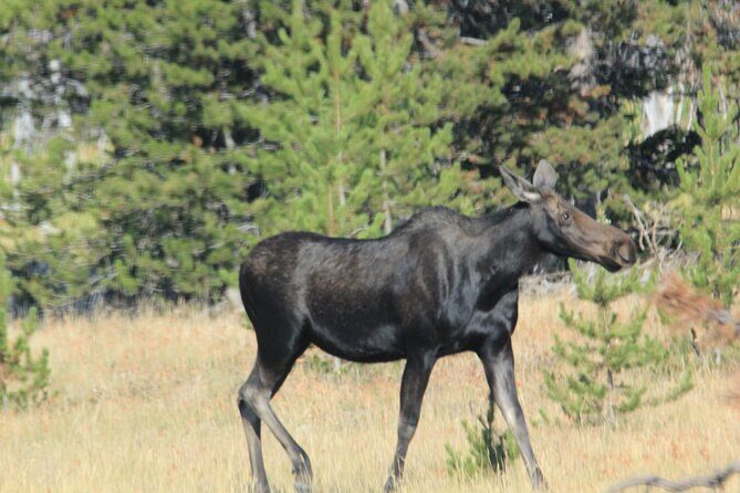 Private Tour in Grand Teton National Park and Yellowstone Lower Loop - Who Will Love This Tour?